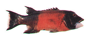 Marine Species Synthesis Reports - California Ocean Protection Council