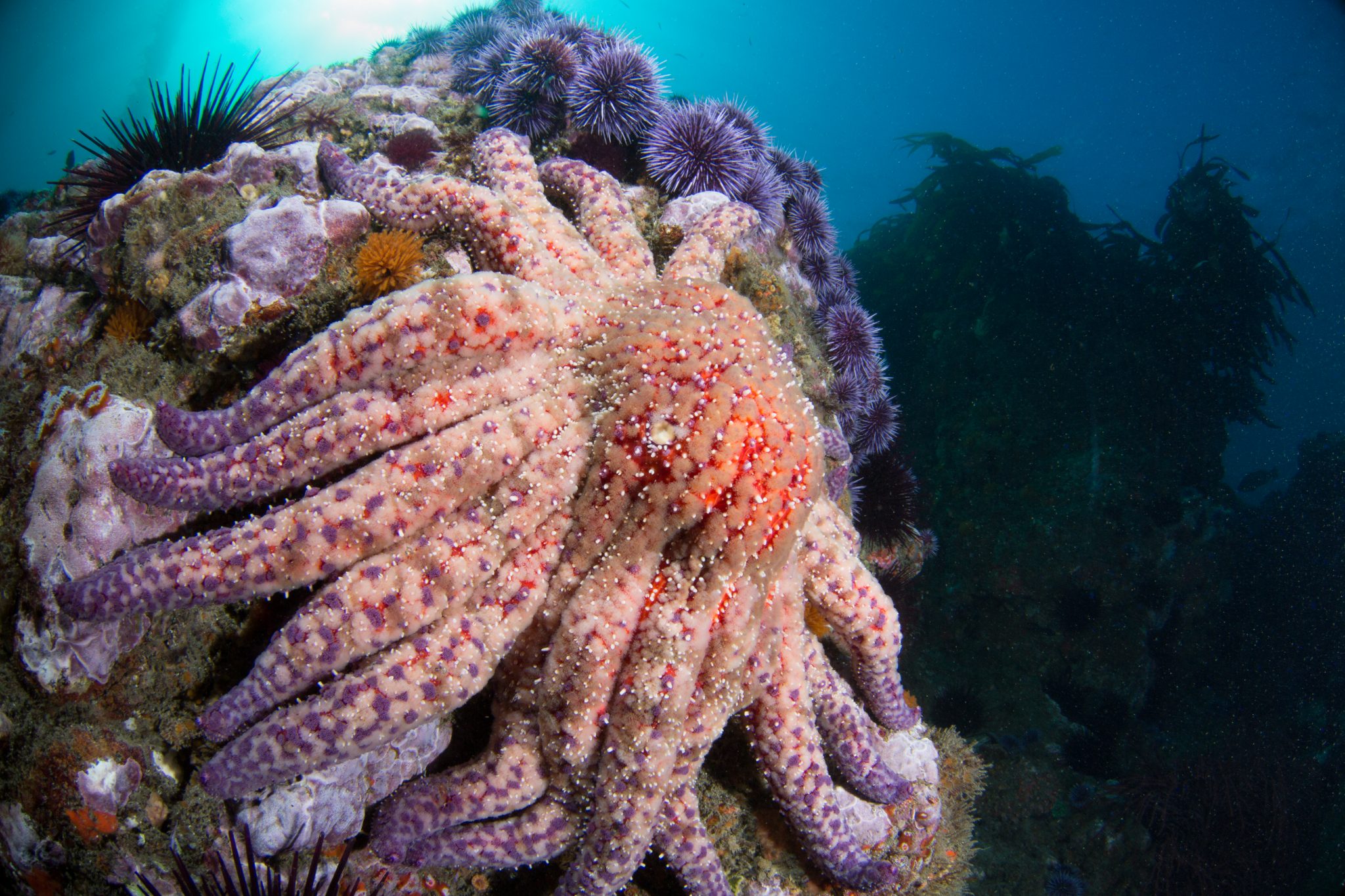 - California Ocean Protection Council