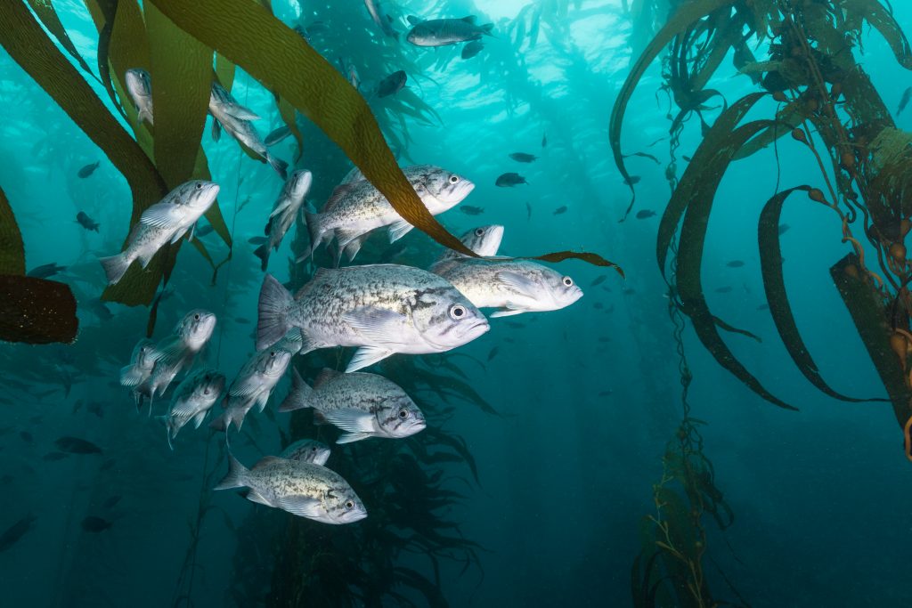 Ocean Acidification and Hypoxia - California Ocean Protection Council