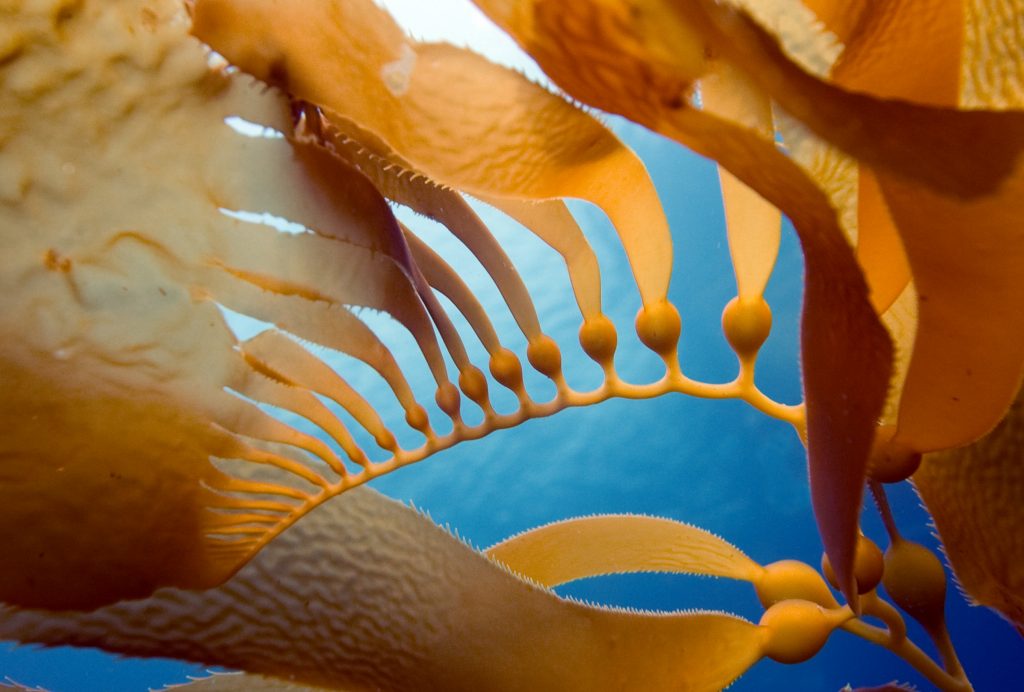 MPA Monitoring Series: Ask the Researcher, Part 1: Kelp and Rocky ...
