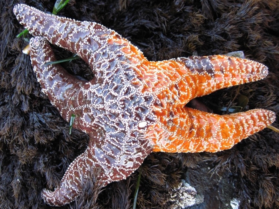 MPA Monitoring Series: Ask the Researcher, Part 1: Kelp and Rocky ...