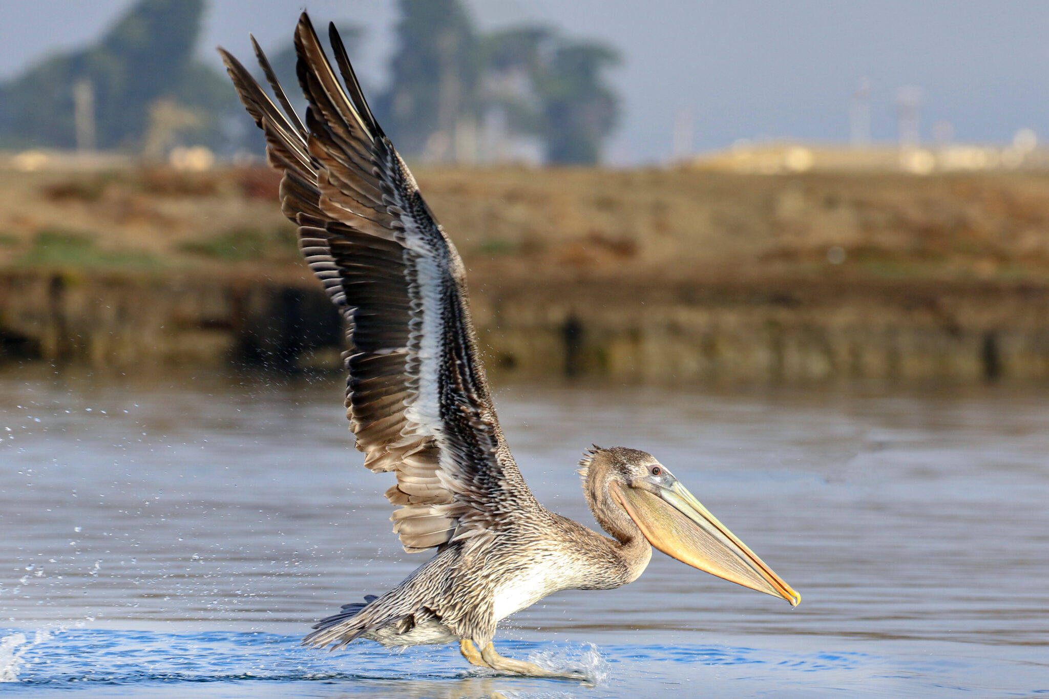 DDT - A Never Ending Story - California Ocean Protection Council