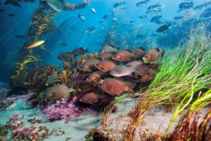 Funding Overview - California Ocean Protection Council