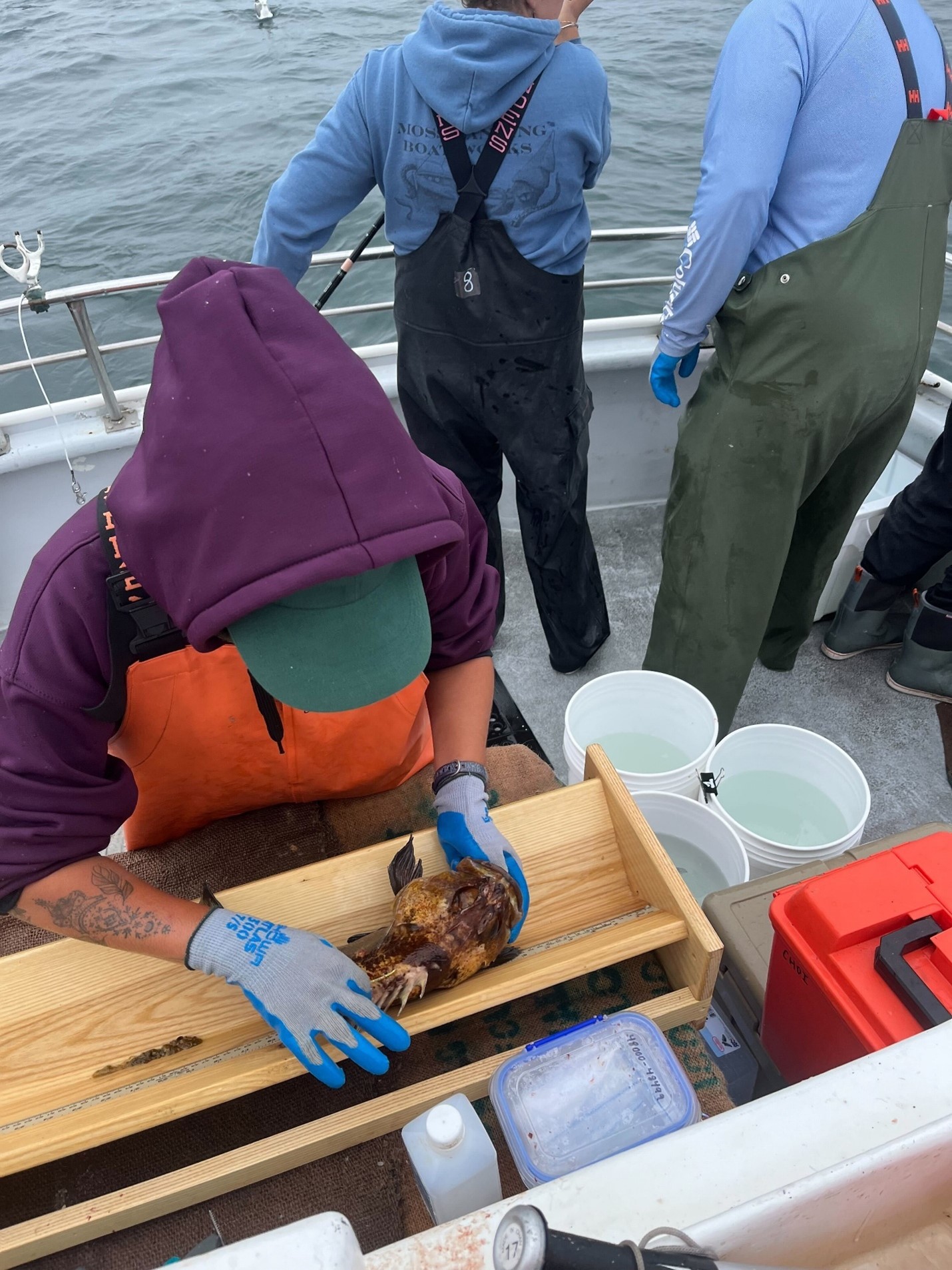 New Quillback Rockfish Stock Assessment and Rapid State Response ...